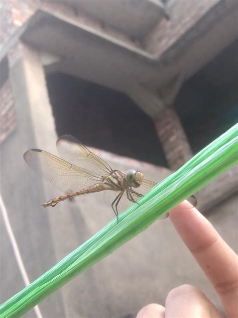 Dragonfly Bsd