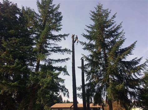 Services Adair Tree Service
