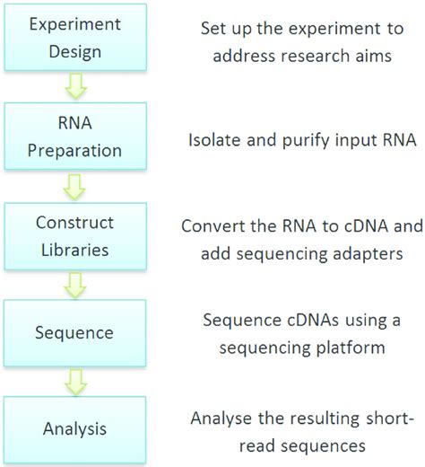 Basic Steps Of A Typical Rna Seq Experiment Download Scientific Diagram
