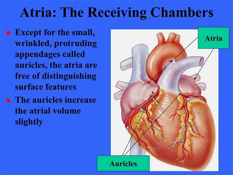 Ppt The Cardiovascular System The Heart Powerpoint Presentation