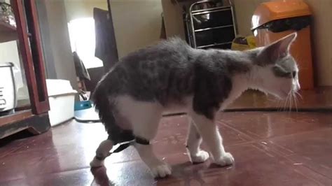 The Swimmer Syndrome Kittensweet Pea Youtube