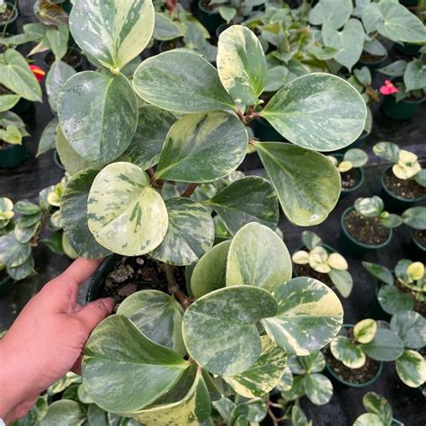 Peperomia Obtusifolia Marble Wera Plants