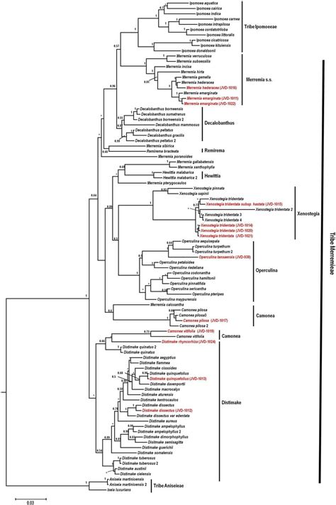 bayesian phylogenetic tree based on combined trnl f matk its data