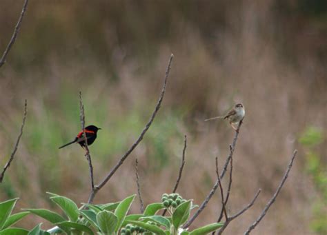 Red Backed Fairy Wren Malurus Melanocephalus