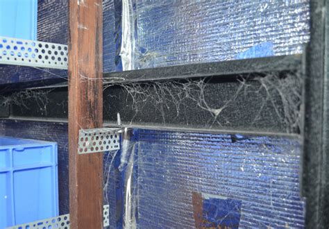 Managing Spiders Your Insect Breeding Learning Centre