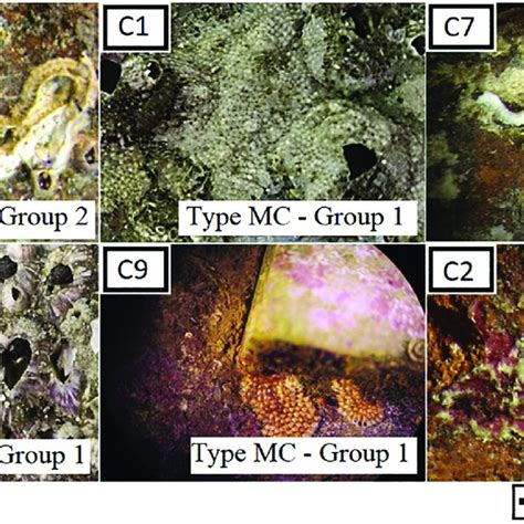 Representative Photomicrographs Showing Textural Features Of Some
