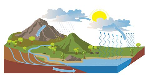 Ciclo Del Carbono Paso A Paso