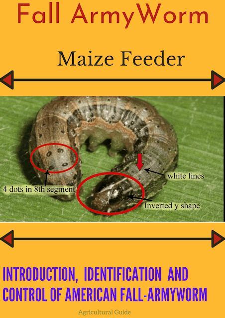 Fall Armyworm Life Cycle