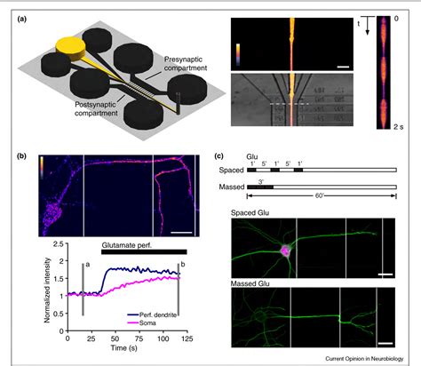 figure 3 from micro scale and microfluidic devices for neurobiology
