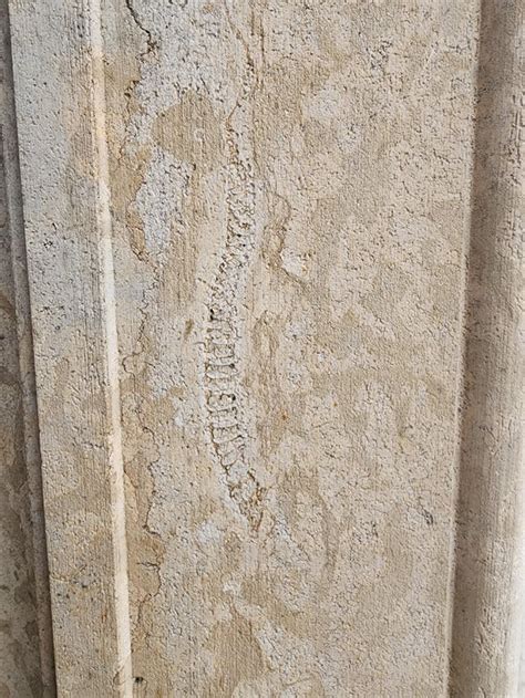 Found A Few Fossils Within Limestone Would Like Some Help Identifying
