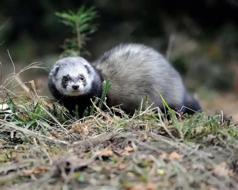 European Polecat Facts Diet Habitat And Pictures On Animaliabio