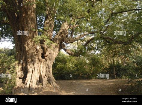 Huge Tree In Goud Jungle Calcutta West Bengal India Asia Stock