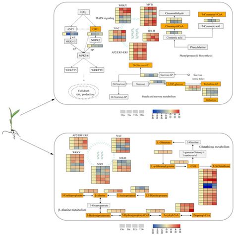 Co Expression Network Analysis Of The Transcriptome Identified Hub