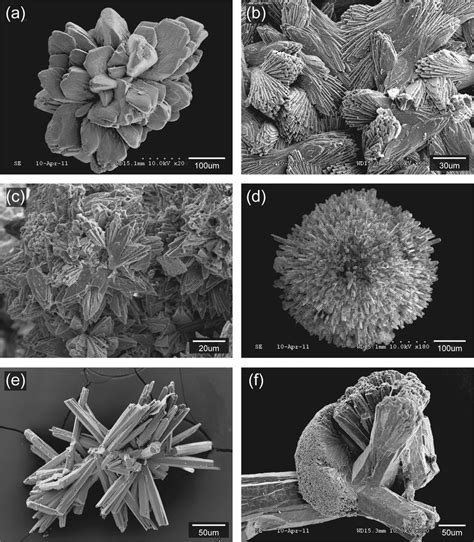 Scanning Electron Microscopy Sem Photomicrographs Showing A Variety