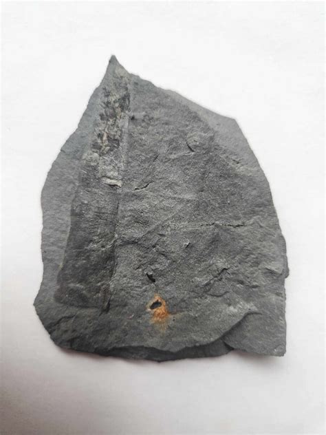 Cephalopoda Member Collections The Fossil Forum