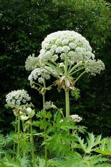 Weeds That Look Like Trees Balcony Garden Web Weeds That Look Like Trees Balcony Garden Web