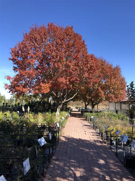 Why Trees Change Color In Fall Backbone Valley Nursery