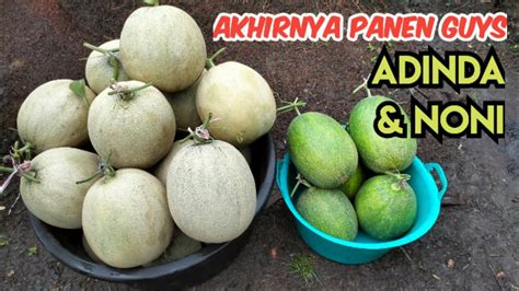 Akhirnya Melon Premium Adinda Sampai Panen Yuk Check Kondisi Buahnya
