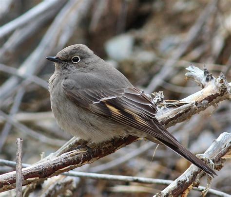 Townsends Solitaire Audubon Field Guide