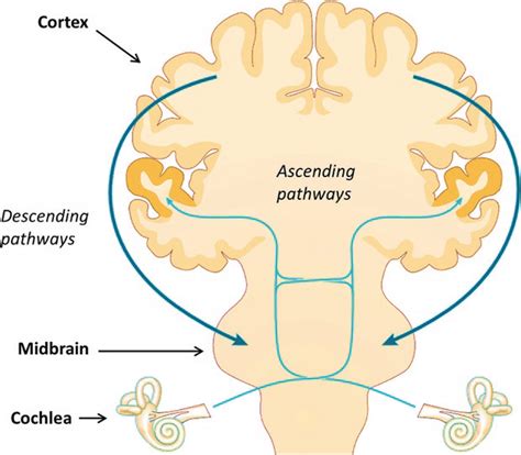 Patterns And Predictability Are Important For Processing Both Speech Download Scientific