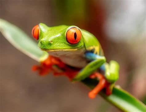 10 Tremendous Tree Frog Facts About These Amazing Amphibians