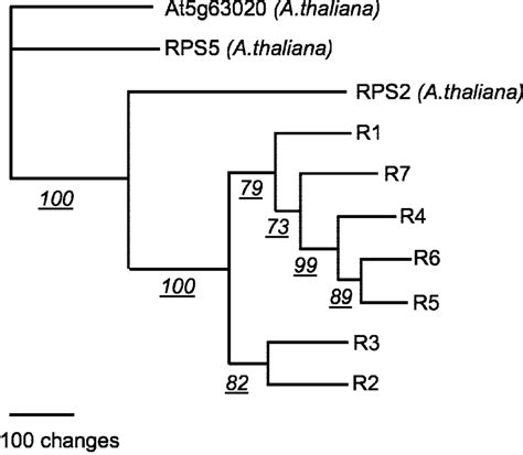Parsimony Phenogram From Parsimony Analysis Of Amino Acid Sequences Of Download Scientific