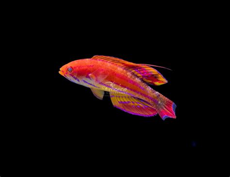 Diamond Tail Flasher Wrasse Saltwater Fish Marine Collectors
