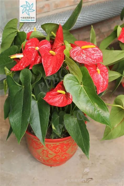 每天认识一种植物——花烛（红掌） 关注森林