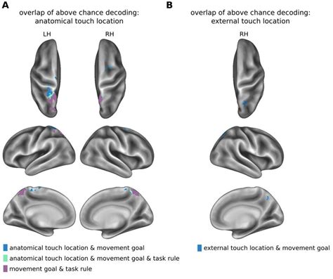 Overlap Of Clusters Encoding Information About Anatomical Or External