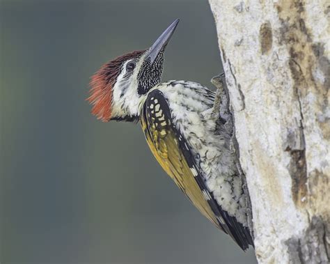 Ml616667814 Black Rumped Flameback Macaulay Library