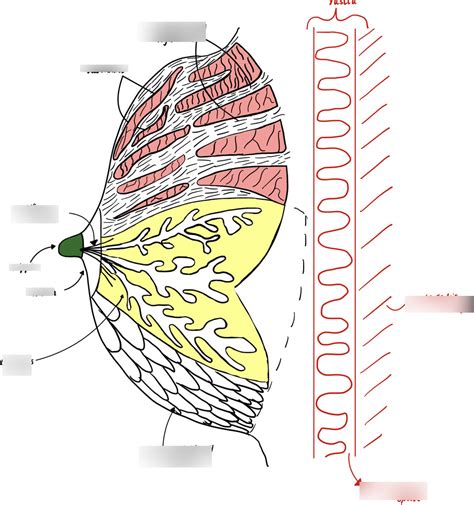 Gland Literature Definition At James Reis Blog