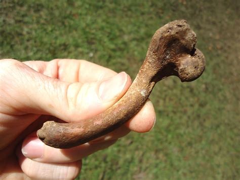 Excellent Turtle Humerus Reptile Fossils Prehistoric Florida