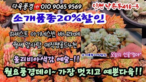 월요풍경데이 새품종 다육으로 예쁘고 멋진다육 올리비아 아기네스빈 하비스트 알사탕 매직쨈골드는 할인된가격3200원유료광고포함