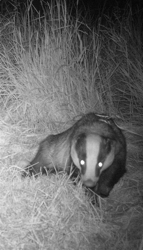 Nestboxtech Part 1 How To Make Your Own Raspberry Pi Trail Camera