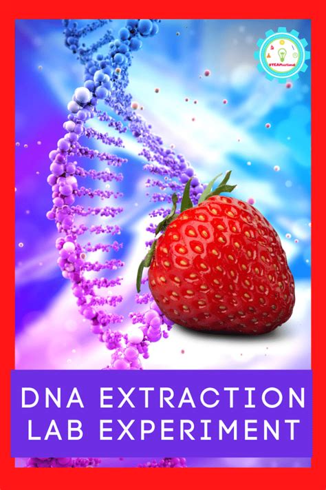 DNA Extraction Lab Extracting DNA From Strawberries And Other Fruit