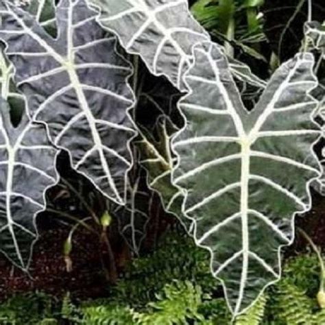 ~AFRICAN MASK~ Alocasia amazonia Spectacular Vivid HousePlant Live ...