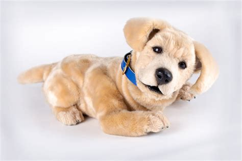 Tombot Creates Hyper Realistic Robotic Puppy For Cognitive Health Aid