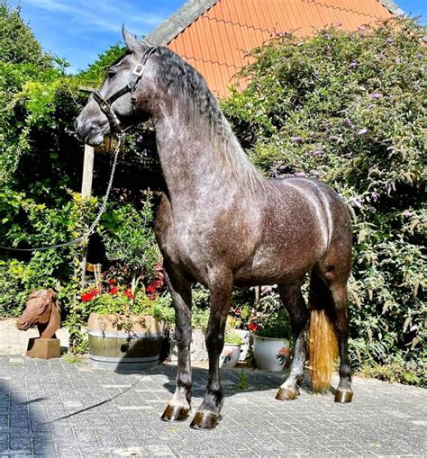 Fernando Friesian Horse For Sale
