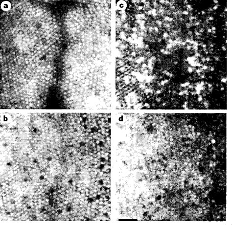 Figure 7 10 From The Trichromacy Of Color Vision Semantic Scholar