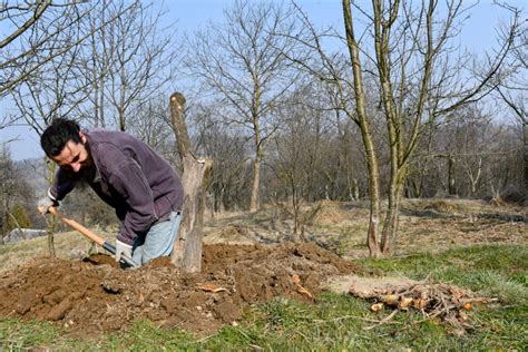 How To Completely Remove A Tree Stump By Hand