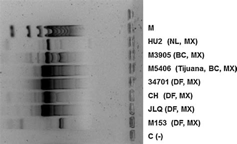 rapd pcr patterns of several coccidioides isolates generated using