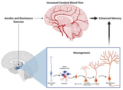 Does Aerobic And Resistance Exercise Influence Episodic Memory Through