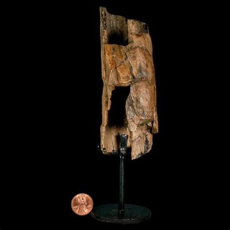 5 2 Thescelosaurus Fossil Tibia Bone Cretaceous Dinosaur Hell Creek Mt Coa Stand