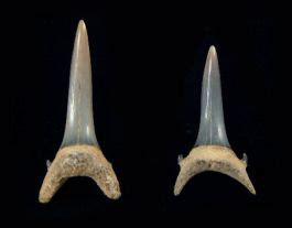 Carcharias Taurus