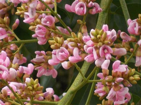 Andira Inermis Images Useful Tropical Plants