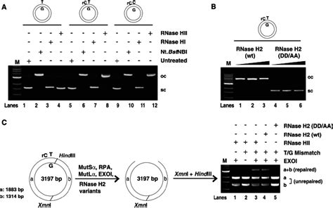 Figure 2 From Ribonucleotides Misincorporated Into Dna Act As Strand Discrimination Signals In