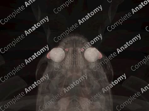 Eye And Accessory Visual Structures Complete Anatomy