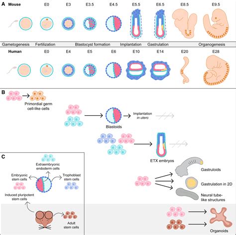 Cell Differentiation Embryo Embryonic Stem Cell Derived 3d Model