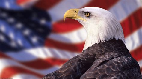 Bald Eagle Theme For Windows 10 And 11