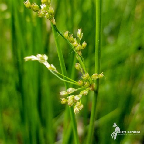 Juncus Effusus 1 Soft Rush Scioto Gardens Nursery